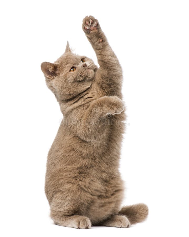 Cat pawing at a dog ear stock image. Image of carnivore - 44429637