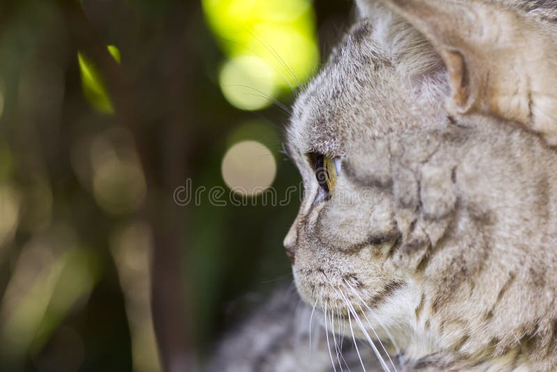 British Shorthair Cat Face Side Profile Stock Photos - Free & Royalty ...