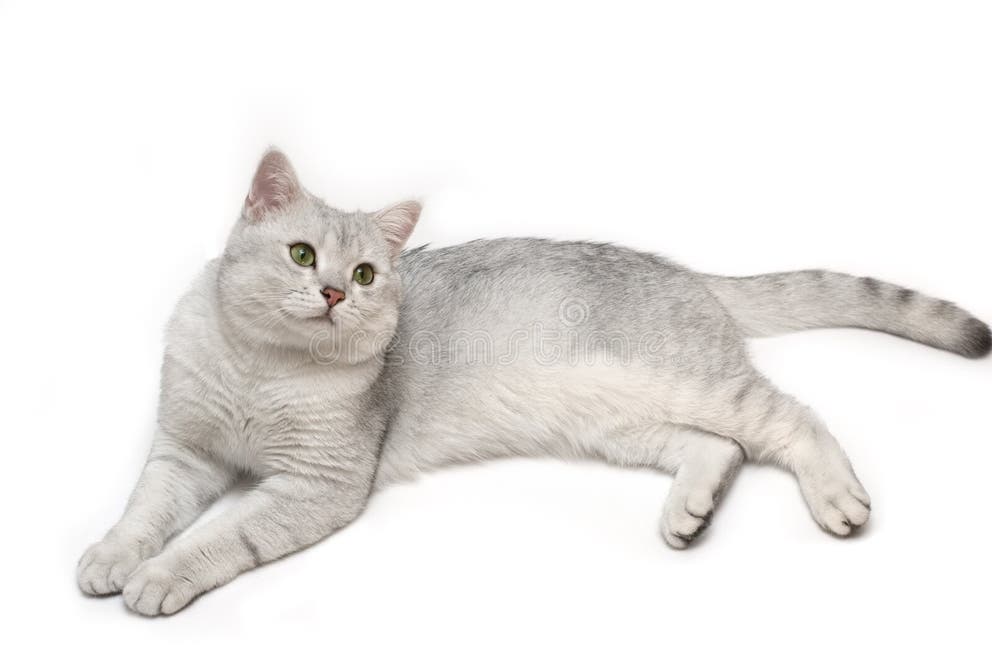 British shorthair tomcat stock photo. Image of animals - 3415596