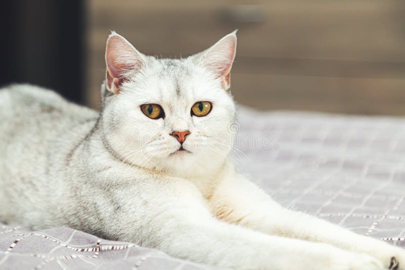 British Silver Cat Imposingly Lies on the Bed Stock Photo - Image of ...