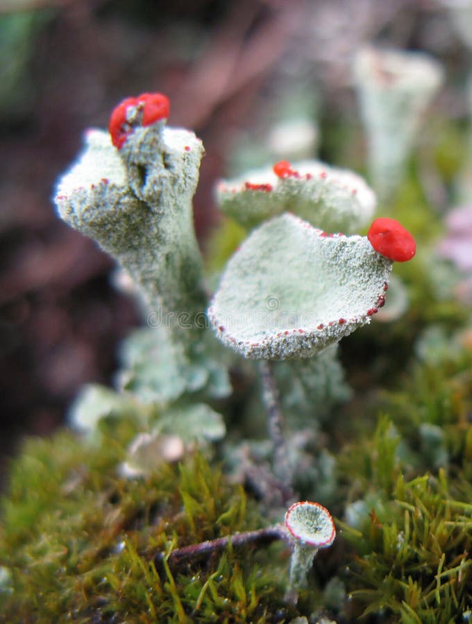 British Soldier Lichen stock image. Image of cladonia - 6899243