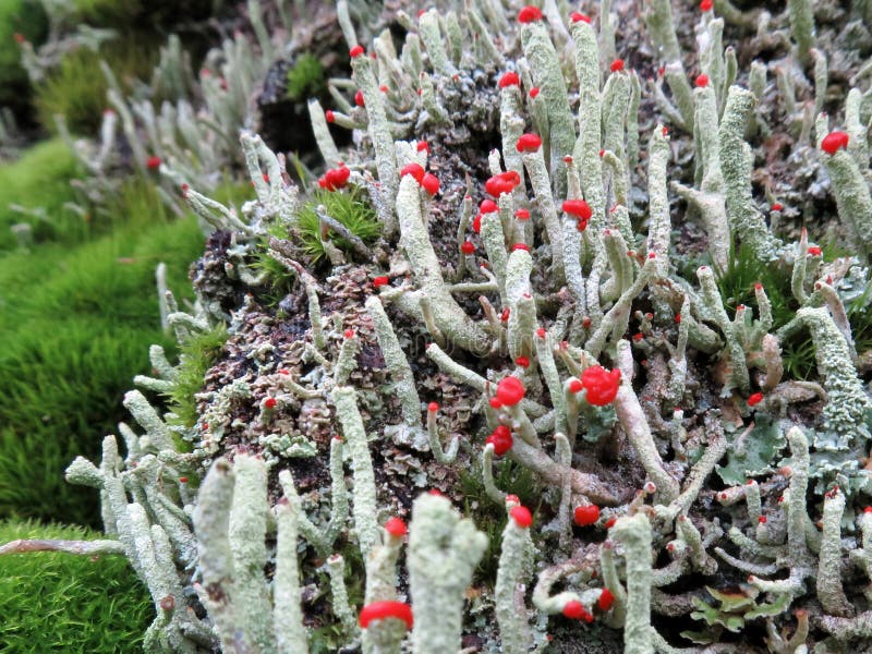 British Soldier Lichen Up Close Stock Photo - Image of closeup ...