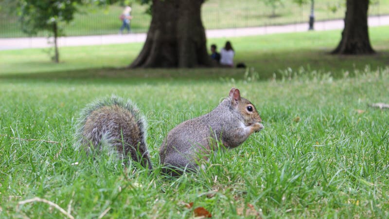 Squirrel in the Park in London Stock Photo - Image of pasture, park ...