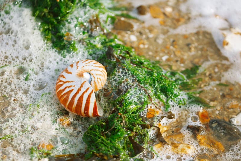 British Summer Beach with Nautilus Sea Shell Stock Image - Image of ...