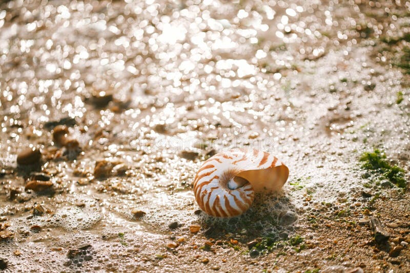 British Summer Beach with Nautilus Sea Shell Stock Image - Image of ...
