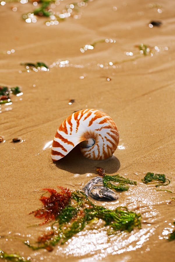 British Summer Beach with Nautilus Pompilius Sea Shell Stock Image ...