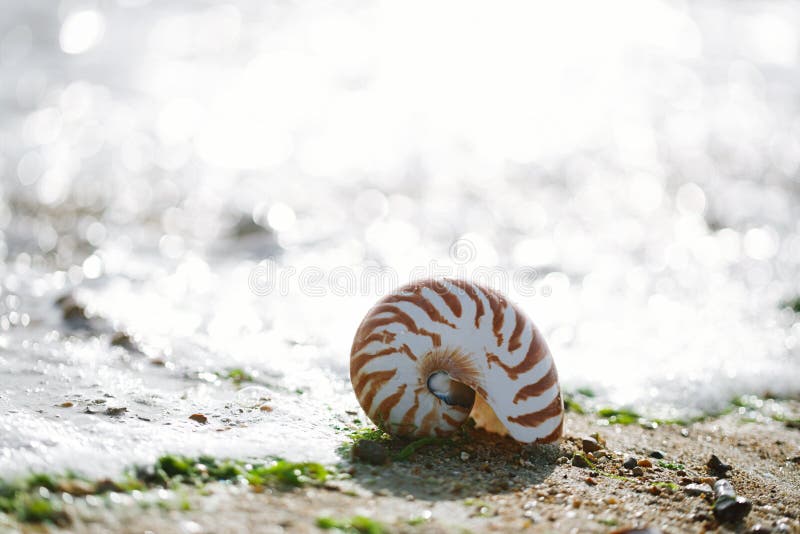 British Summer Beach with Nautilus Pompilius Sea Shell Stock Photo ...