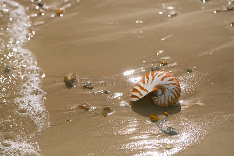 British Summer Beach with Nautilus Pompilius Sea Shell Stock Photo ...