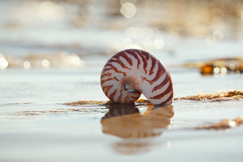 British Summer Beach with Nautilus Pompilius Sea Shell Stock Image ...