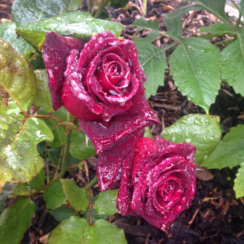 British Summer Dark Red Rose Rain Stock Photos - Free & Royalty-Free ...