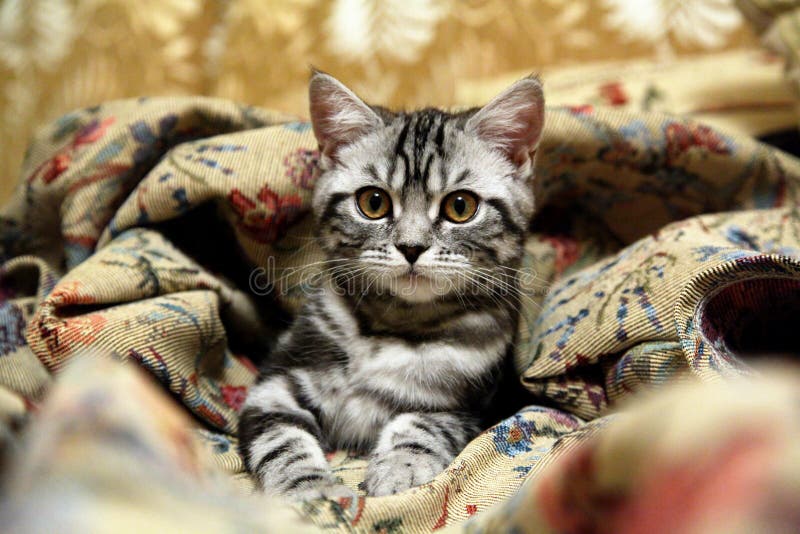 British tabby cat stock photo. Image of goggle, wool - 65727500