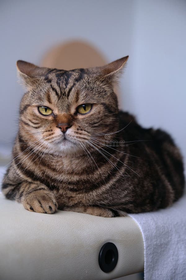 British Tabby Cat Posing for the Camera Stock Image - Image of cute ...