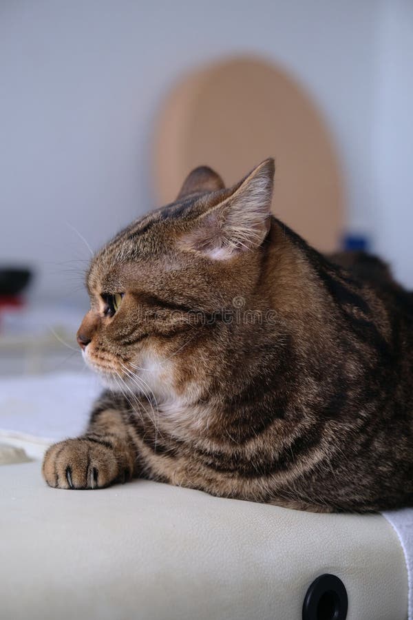 British Tabby Cat Posing for the Camera Stock Image - Image of feline ...