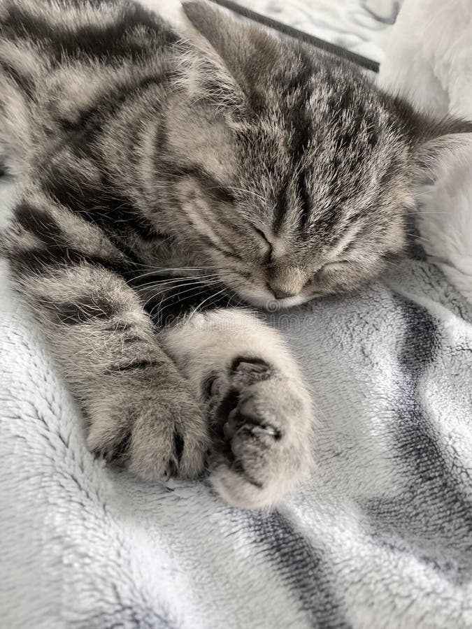 British tabby cat stock photo. Image of domestic, house - 134297796