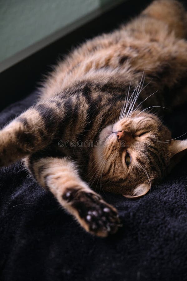 British Tabby Cat Stretches Beautifully Her Sleep Stock Photos - Free ...