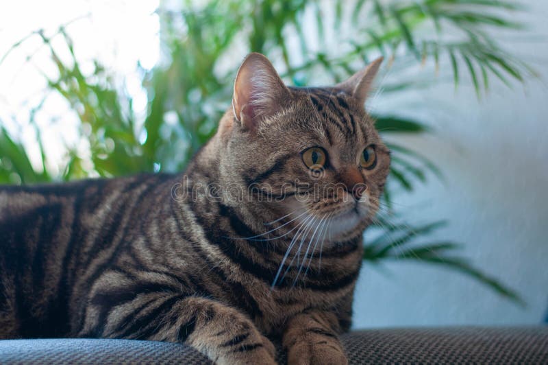 British Tabby Cat on the Table in a Calm Pose Stock Image - Image of ...