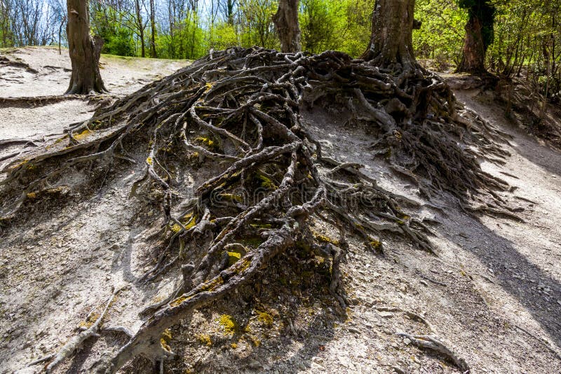 Tree Root Splitting and Retaining Entrance Walls Stock Photo - Image of ...