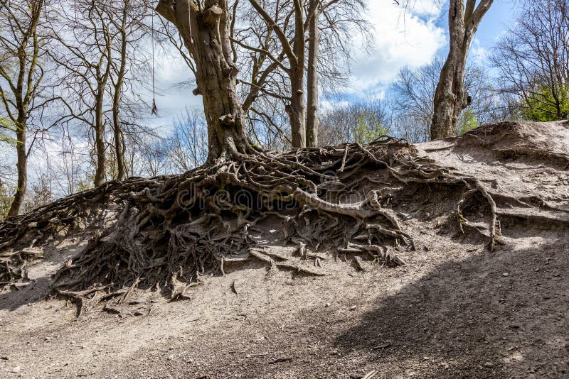 Tree Root Splitting and Retaining Entrance Walls Stock Photo - Image of ...