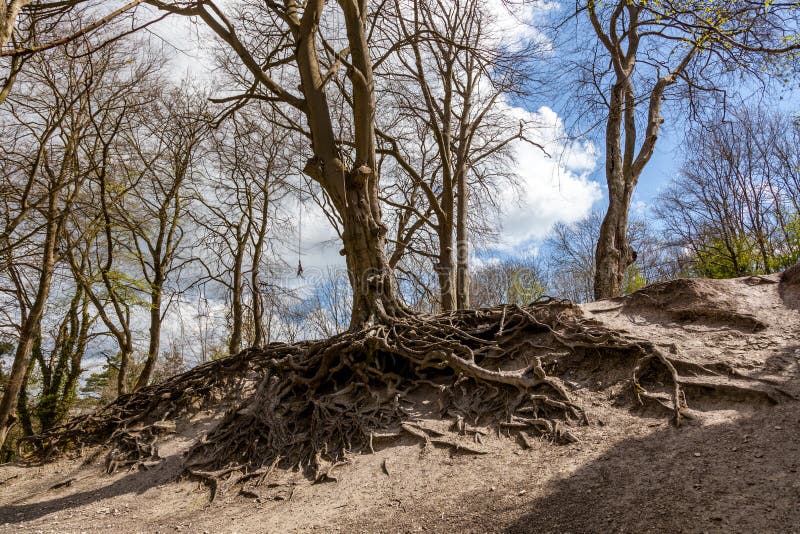 Tree Root Splitting and Retaining Entrance Walls Stock Photo - Image of ...