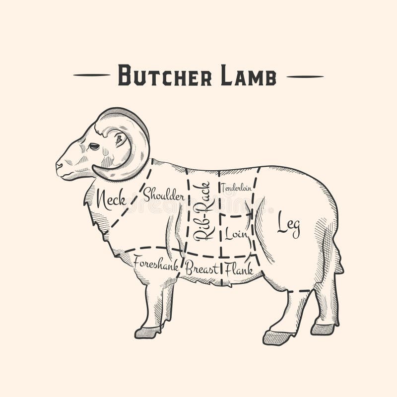 British Cuts of Lamb or Mutton Diagram Stock Vector - Illustration of ...