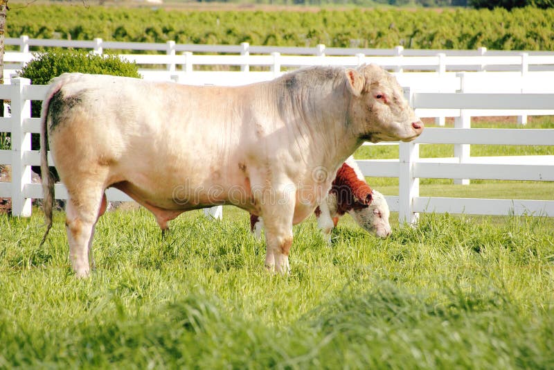 British White Bull stock image. Image of adult, view - 53500439