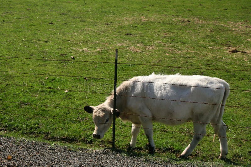 British White Calf in a Park Stock Image - Image of outdoors, grazing ...