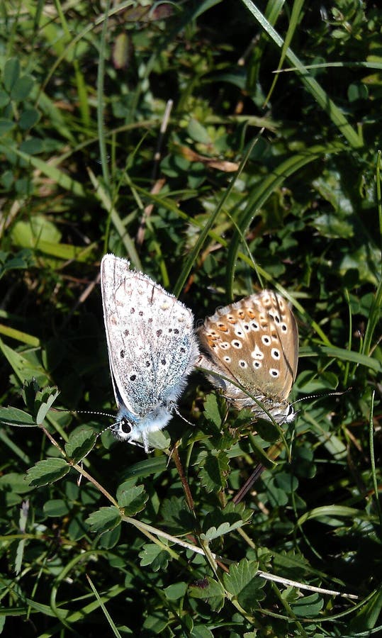British wild butterflies stock image. Image of pretty - 43784863