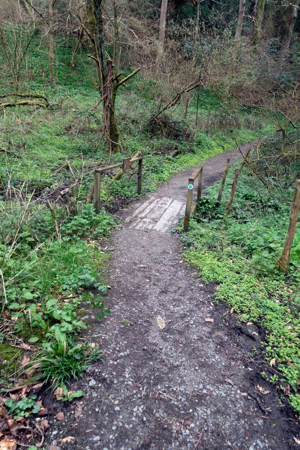 British Woodland Scenery Walk through a Walking Trail with Path Stock ...