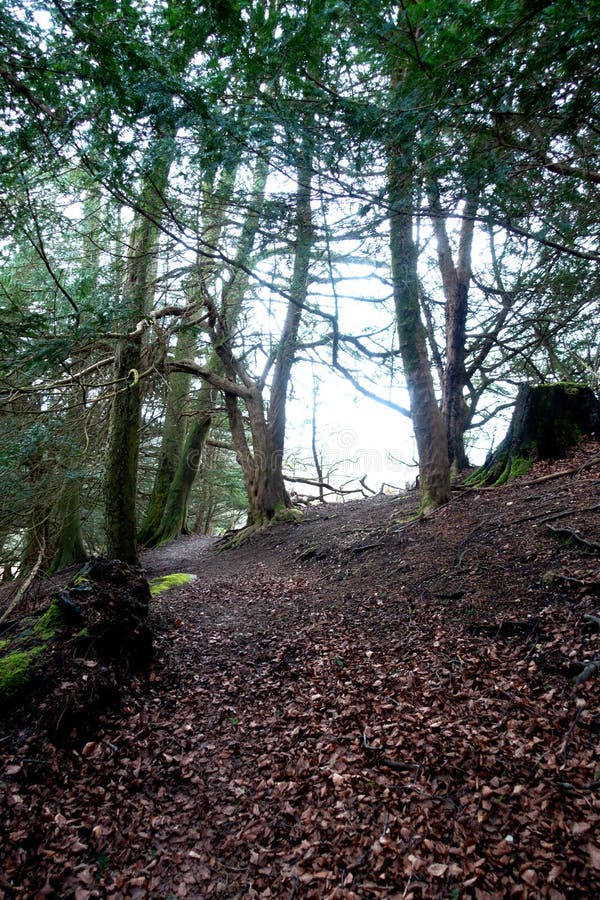 British Woodland Scenery Walk through a Walking Trail with Path Stock ...