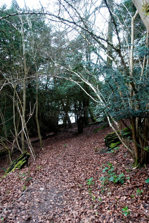 British Woodland Scenery Walk through a Walking Trail with Path Stock ...