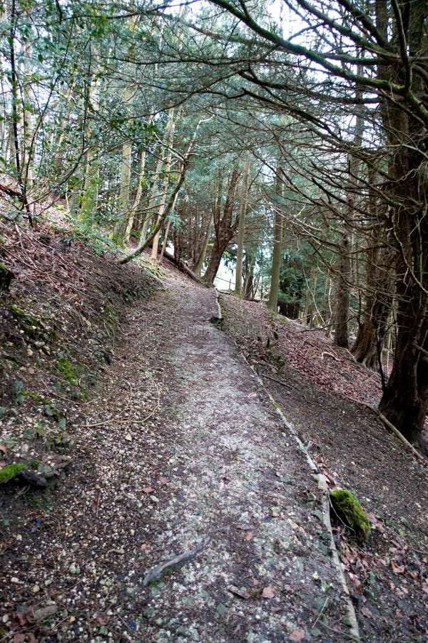British Woodland Scenery Walk through a Walking Trail with Path Stock ...