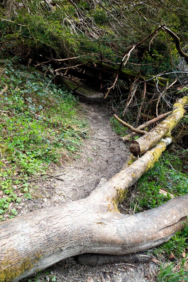 British Woodland Scenery Walk through a Walking Trail with Path Stock ...