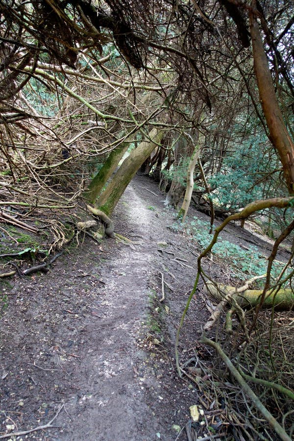 British Woodland Scenery Walk through a Walking Trail with Path Stock ...