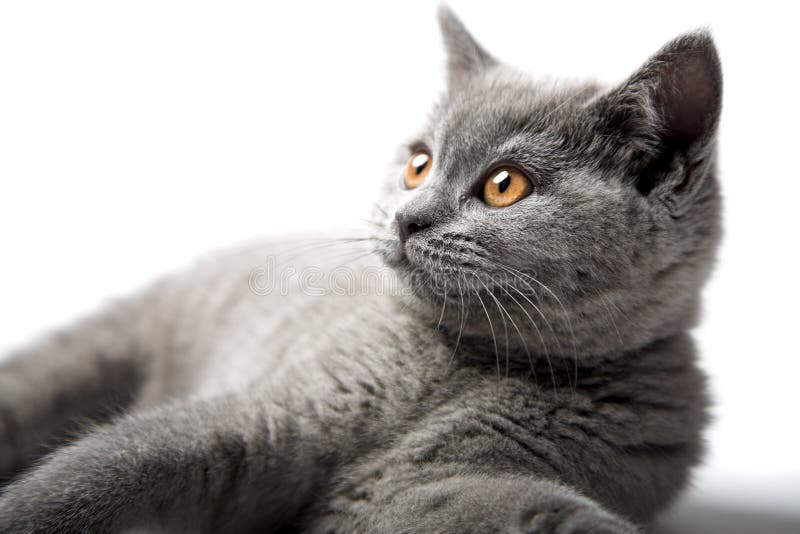 Grijs Brits Korthaar kat stock afbeelding. Image of binnenlands - 2726899