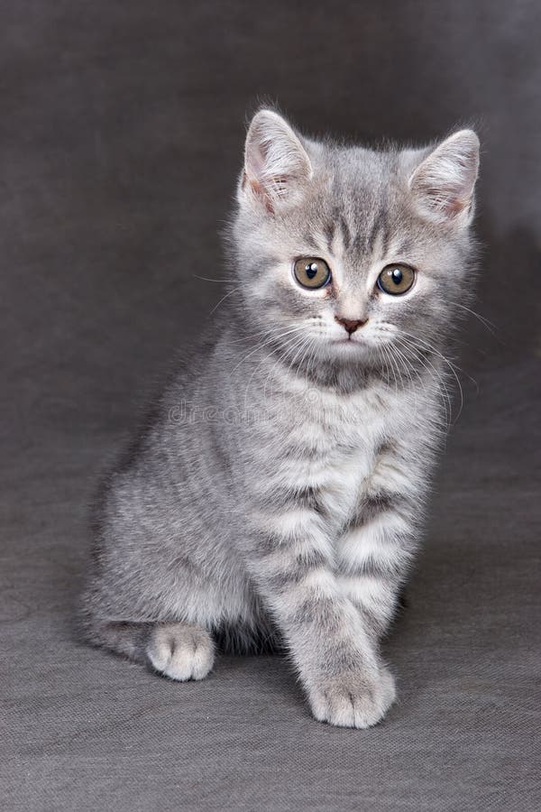 Bruine Kat Britse Shorthair Stock Foto - Image of uitziend, kijk: 14031078