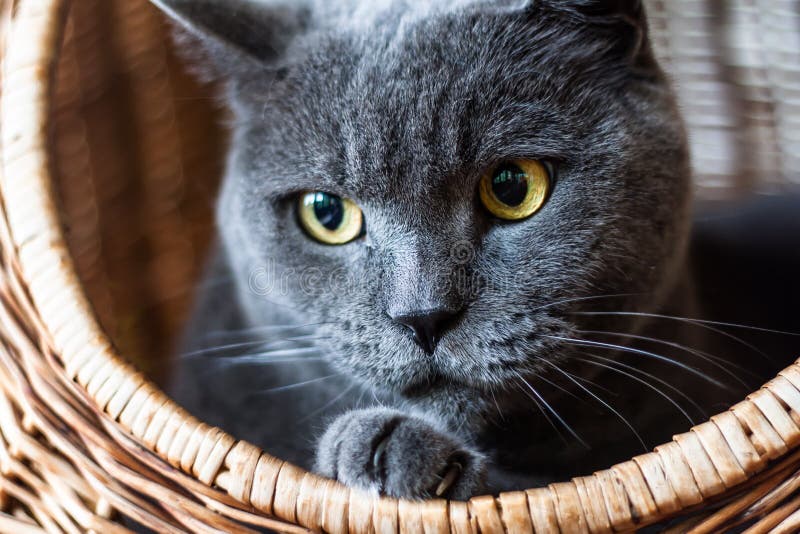 Britse Blauwe Kat Shorthair in De Rieten Mand Stock Afbeelding - Image ...