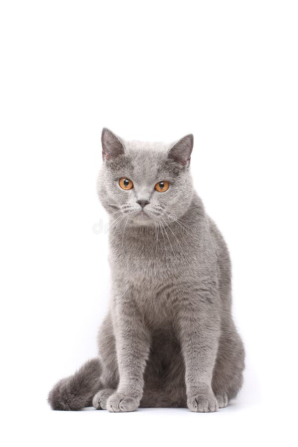 Grote Engelse Kat Met Een Vlinderdas Stock Foto - Image of pret ...