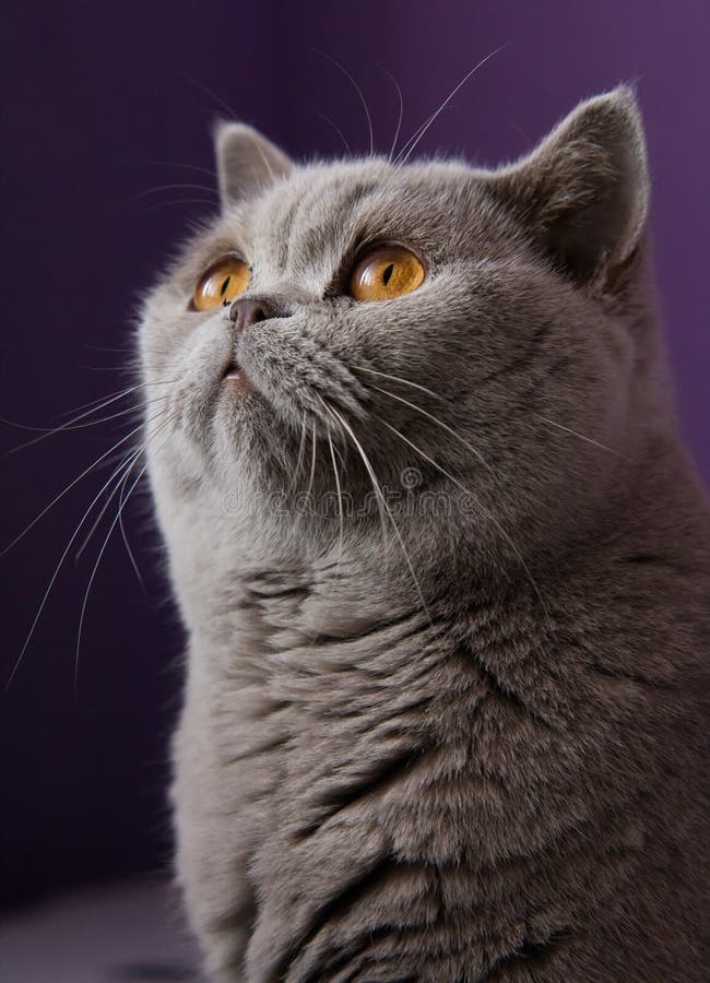 Britse kat stock foto. Image of huisdier, hoofd, bont - 21438704