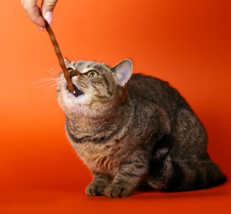 Britse Kat, Die Een Delicatesse Eet. Stock Afbeelding - Image of brits ...