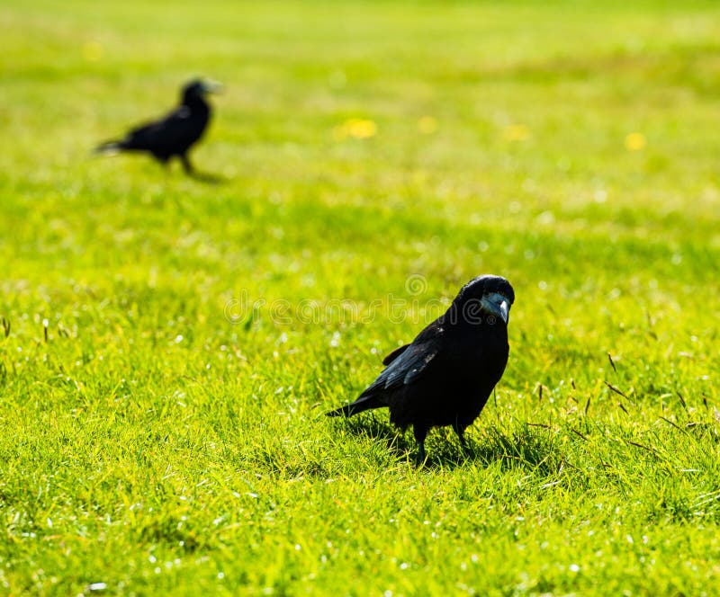 Britse Roek Op Een Steen Van Stonehenge Stock Afbeelding - Image of ...