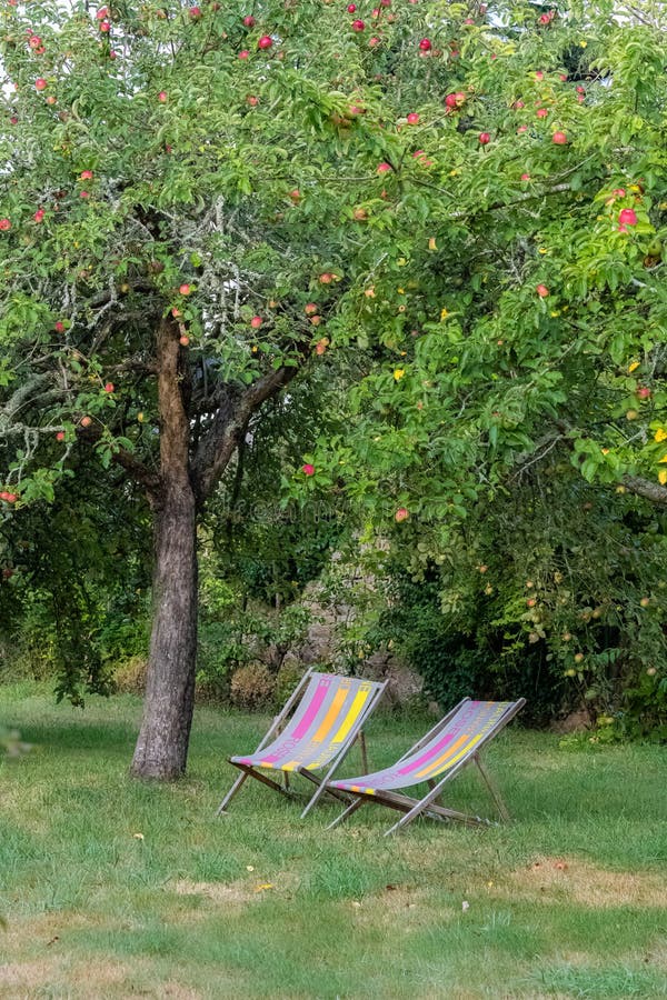An Apple Tree Filled with Apples and Deck Chairs Stock Image - Image of ...
