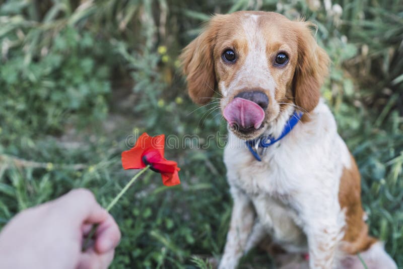 Brittany Dog Smelling a Poppy in the Meadow Stock Image - Image of ...
