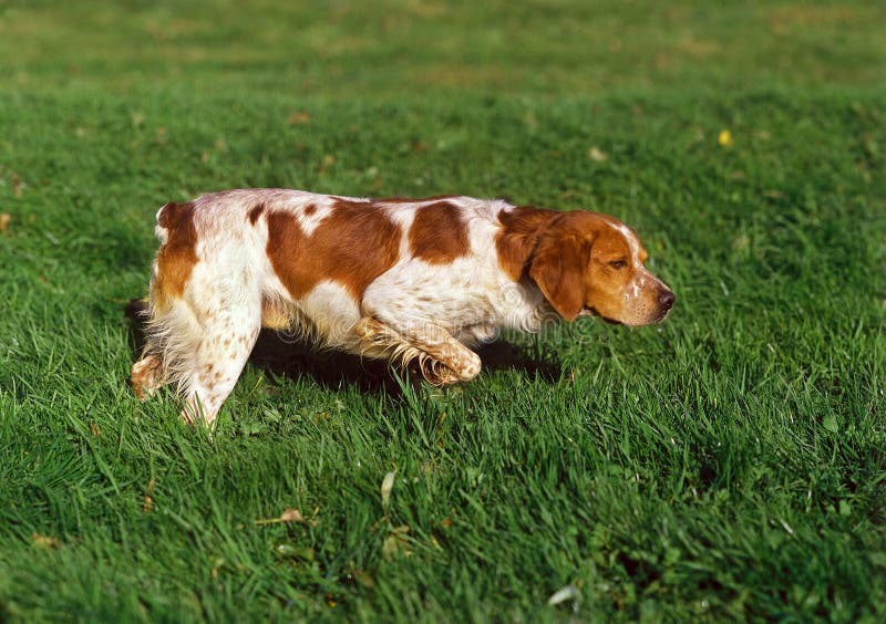 Brittany Spaniel, Dog Pointing Stock Photo - Image of profile, animals ...