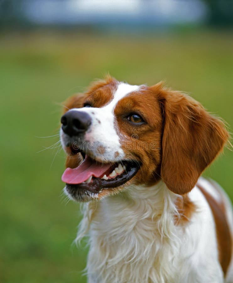 Brittany Spaniel, Dog Pointing Stock Photo - Image of profile, animals ...