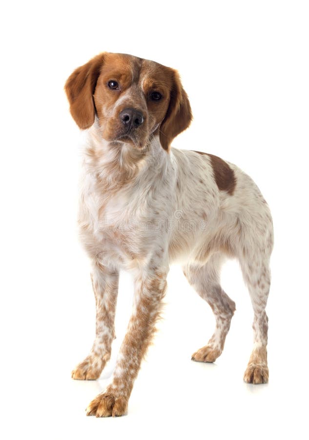 Brittany Spaniel Red