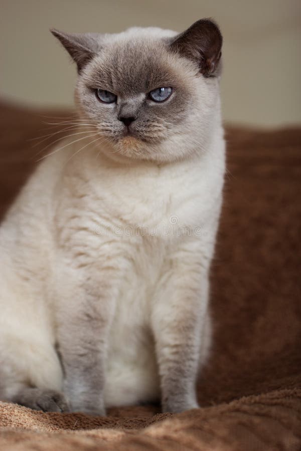 Brittisk Vit Katt Med Blåa ögon Arkivfoto - Bild av härlig, päls: 85859420