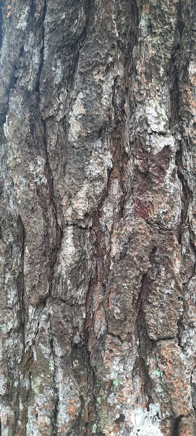 Brittle Pine Logs, Old Pine Logs, Old Pine Trees Stock Image - Image of ...