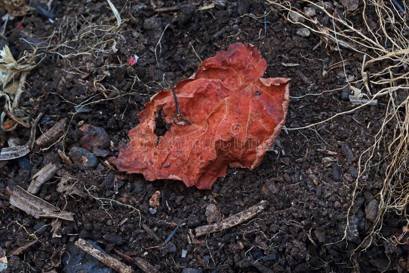 BRITTLE RUST COLORED LEAF on SOIL with ORGANIC CONTENT Stock Photo ...