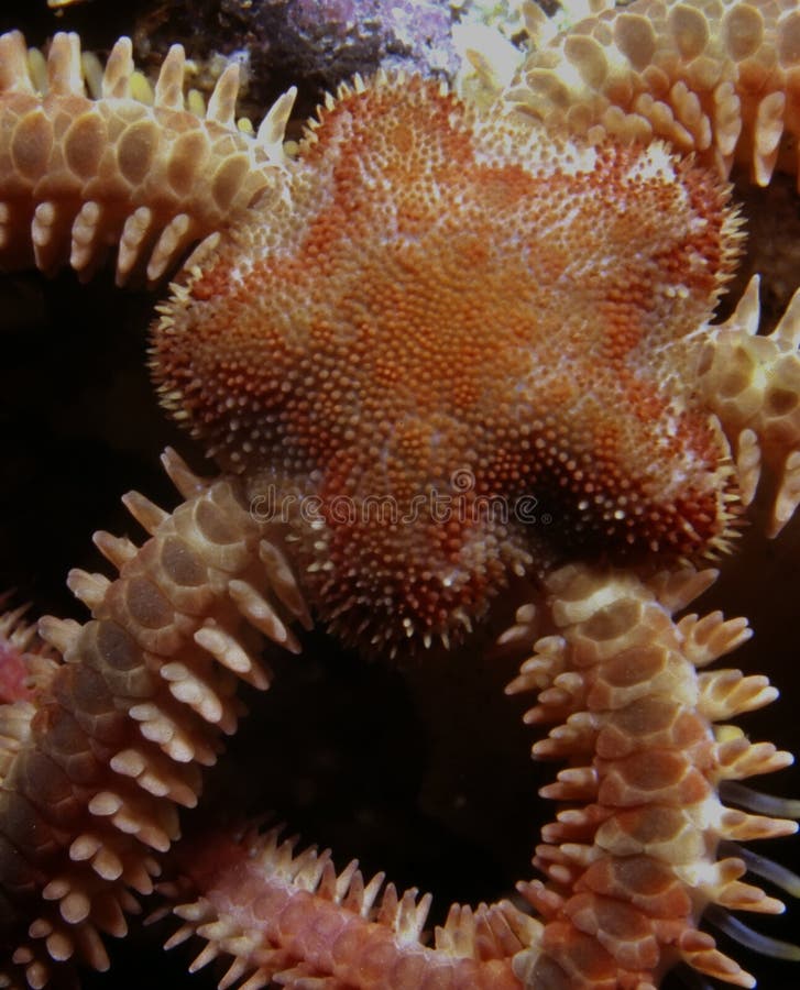 Brittle Seastar stock photo. Image of fish, marine, scuba - 382162