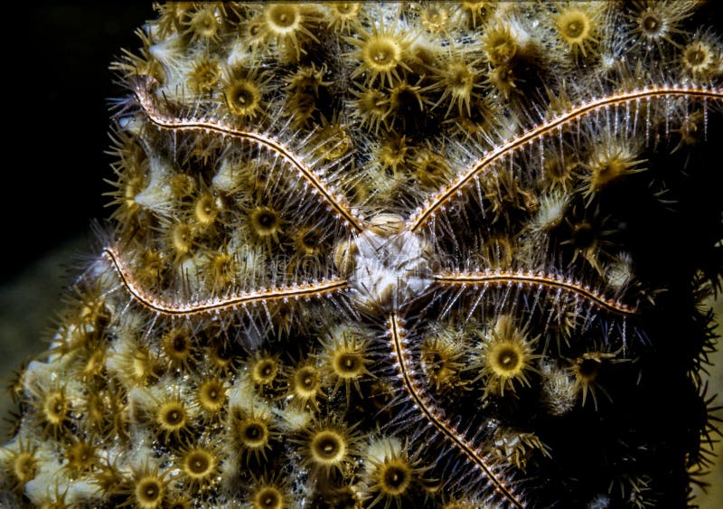 Brittle star on sponge stock photo. Image of marine - 100688842
